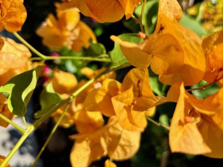 Bougainvillea ‘Gold Rush’ | Online Flower Garden