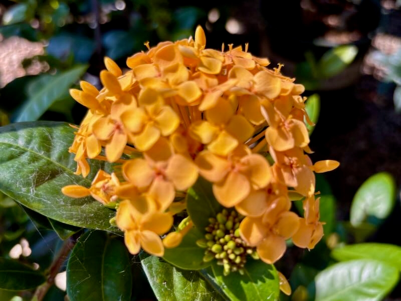 Ixora ‘Sunset’ or Yellow Peach Ixora | Online Flower Garden