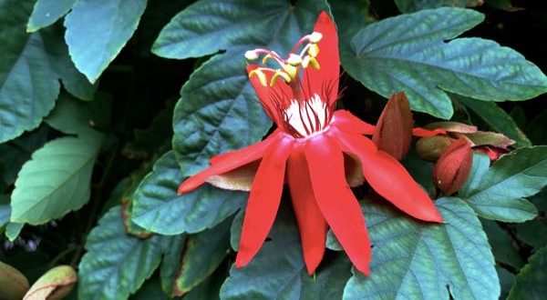 Online Flower Garden | Explore the world of flowers