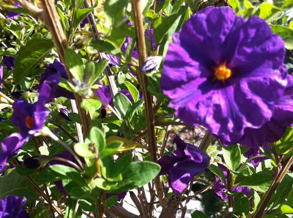 Lycianthes rantonnetii 'Royal Robe' or Blue Potato Bush