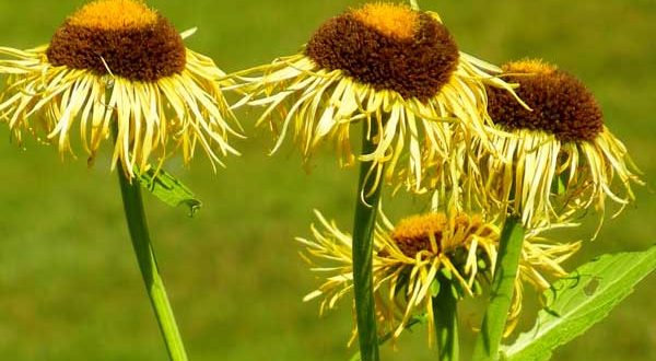 Online Flower Garden | Explore the world of flowers