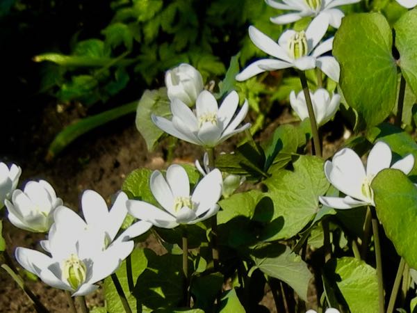 Jeffersonia diphylla or Twinleaf | Online Flower Garden