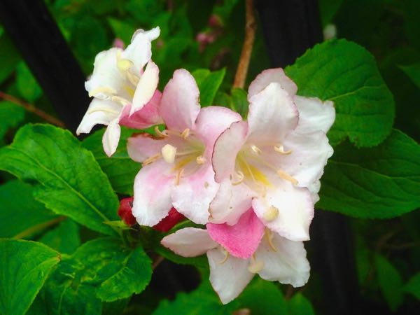 Captivating Weigela genus | Online Flower Garden