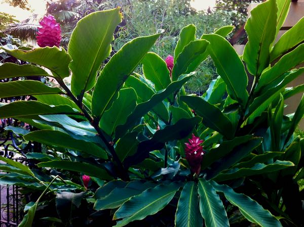 Alpinia purpurata or Red Ginger | Online Flower Garden