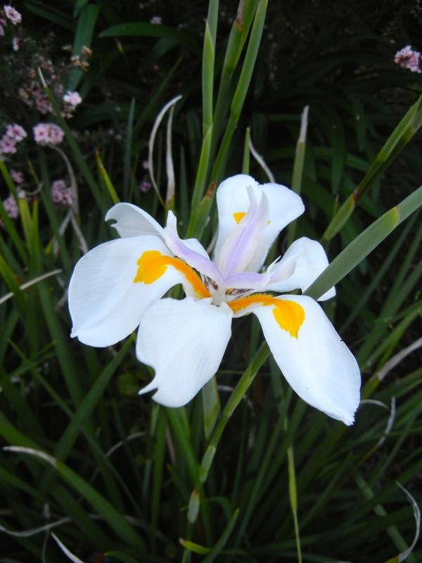Dietes iridioides or Fortnight Lily | Online Flower Garden