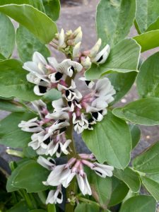 Vicia faba, Fava Bean | Online Flower Garden