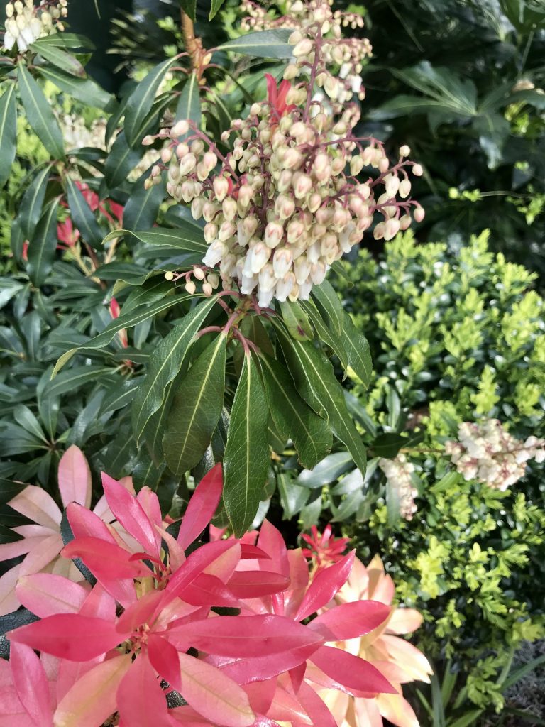 Pieris japonica or Japanese Pieris | Online Flower Garden