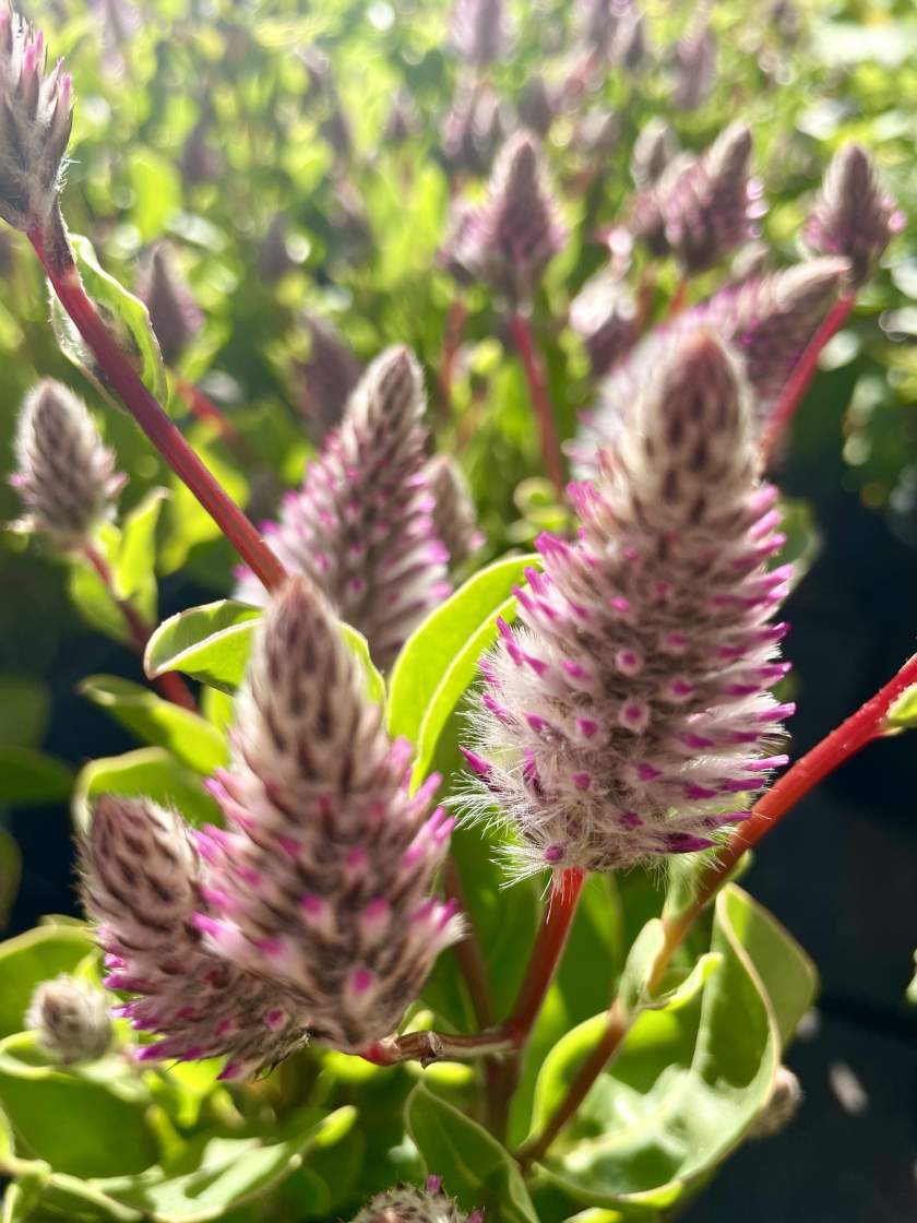 Ptilotus exaltatus ‘Joey’ | Online Flower Garden