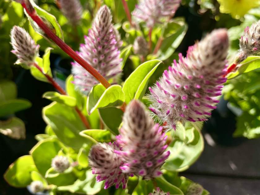 Ptilotus exaltatus ‘Joey’ | Online Flower Garden
