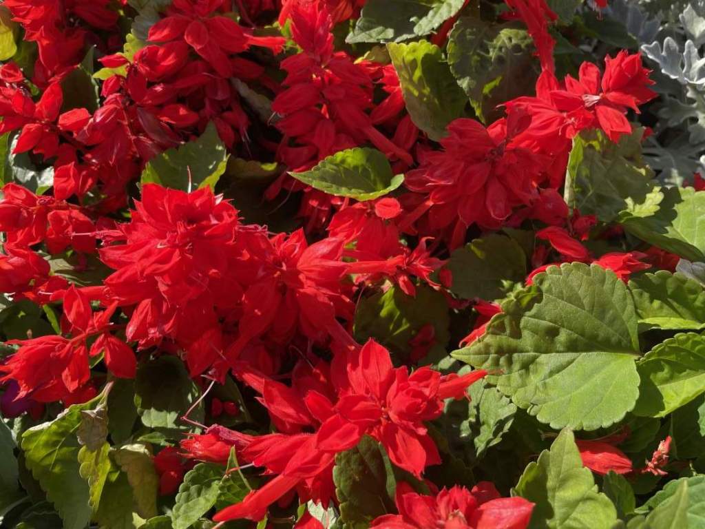 Salvia splendens ‘Saucy Red’ | Online Flower Garden