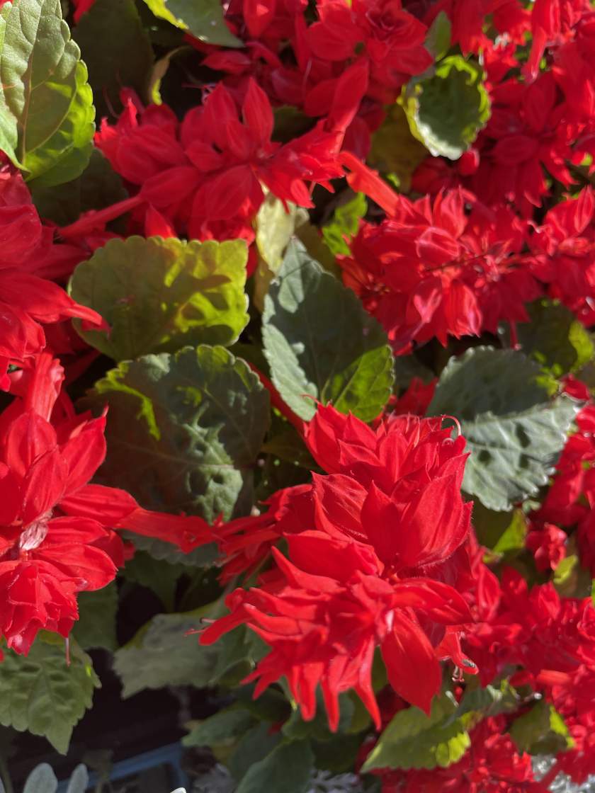 Salvia splendens ‘Saucy Red’ | Online Flower Garden