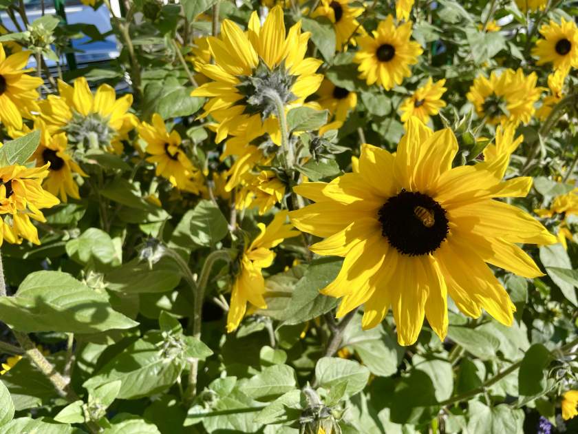 Sunflower or Helianthus Sunfinity® ‘Yellow Dark Center’