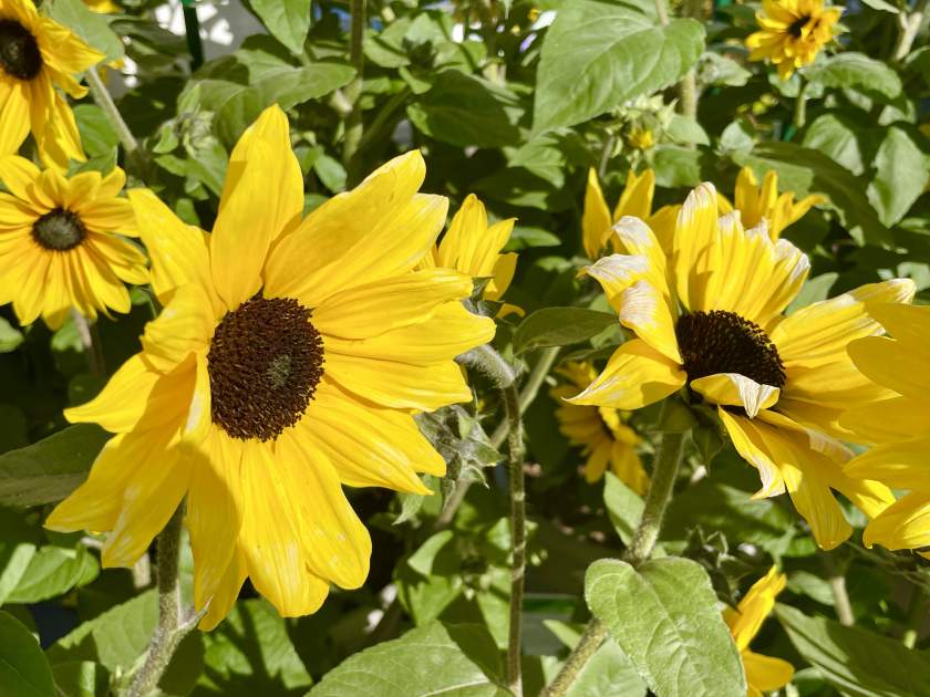 Sunflower or Helianthus Sunfinity® ‘Yellow Dark Center’