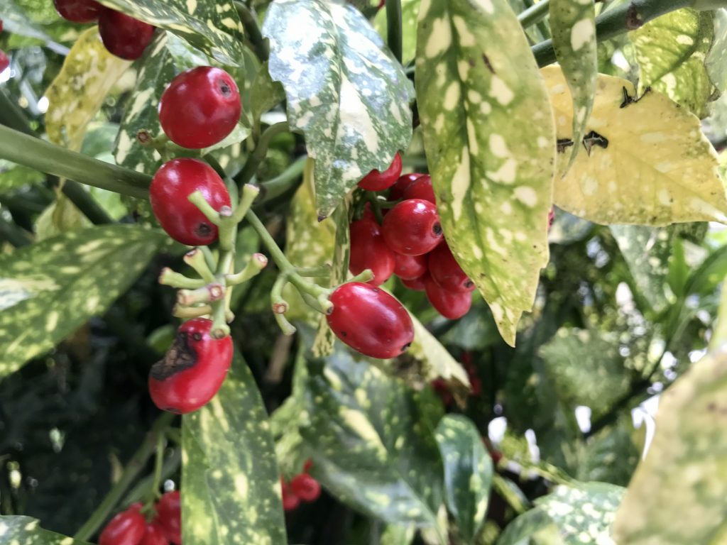 Aucuba japonica or Japanese Laurel | Online Flower Garden