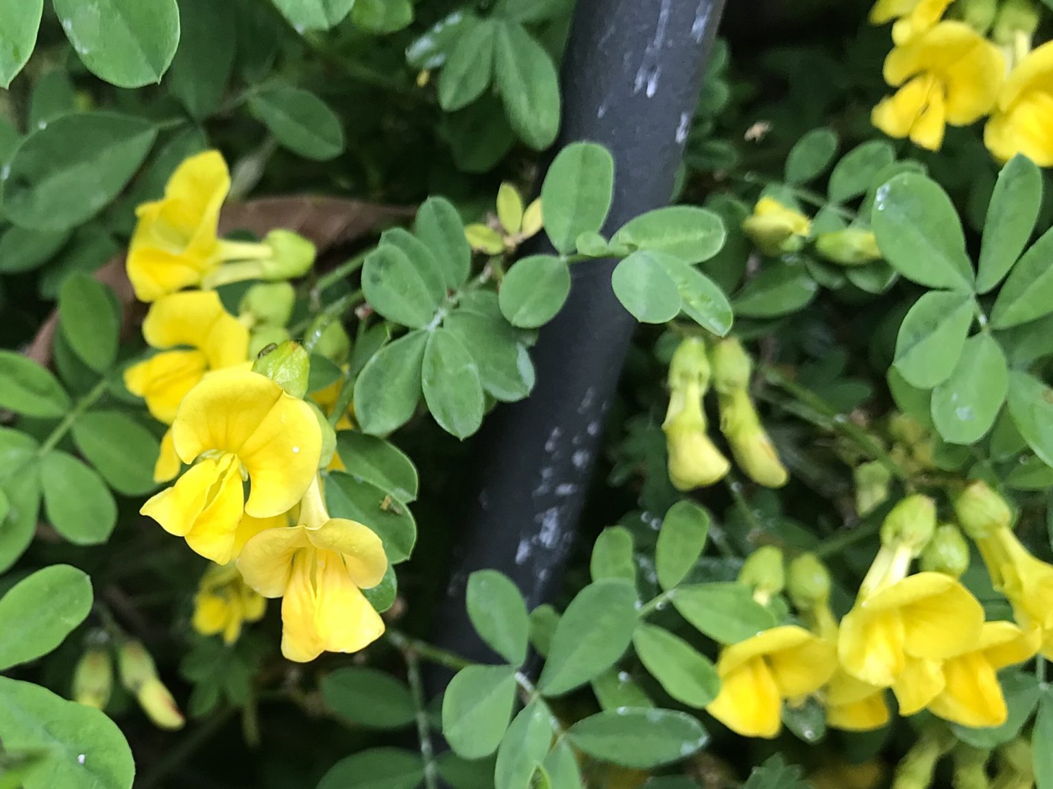 Hippocrepis emerus | Online Flower Garden