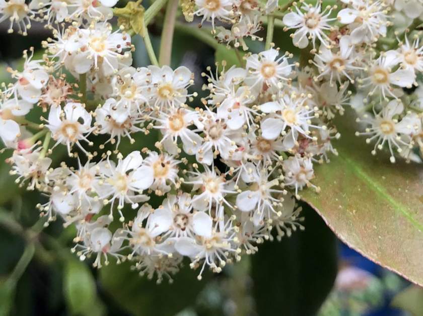 Photinia glabra or Japanese Photinia | Online Flower Garden