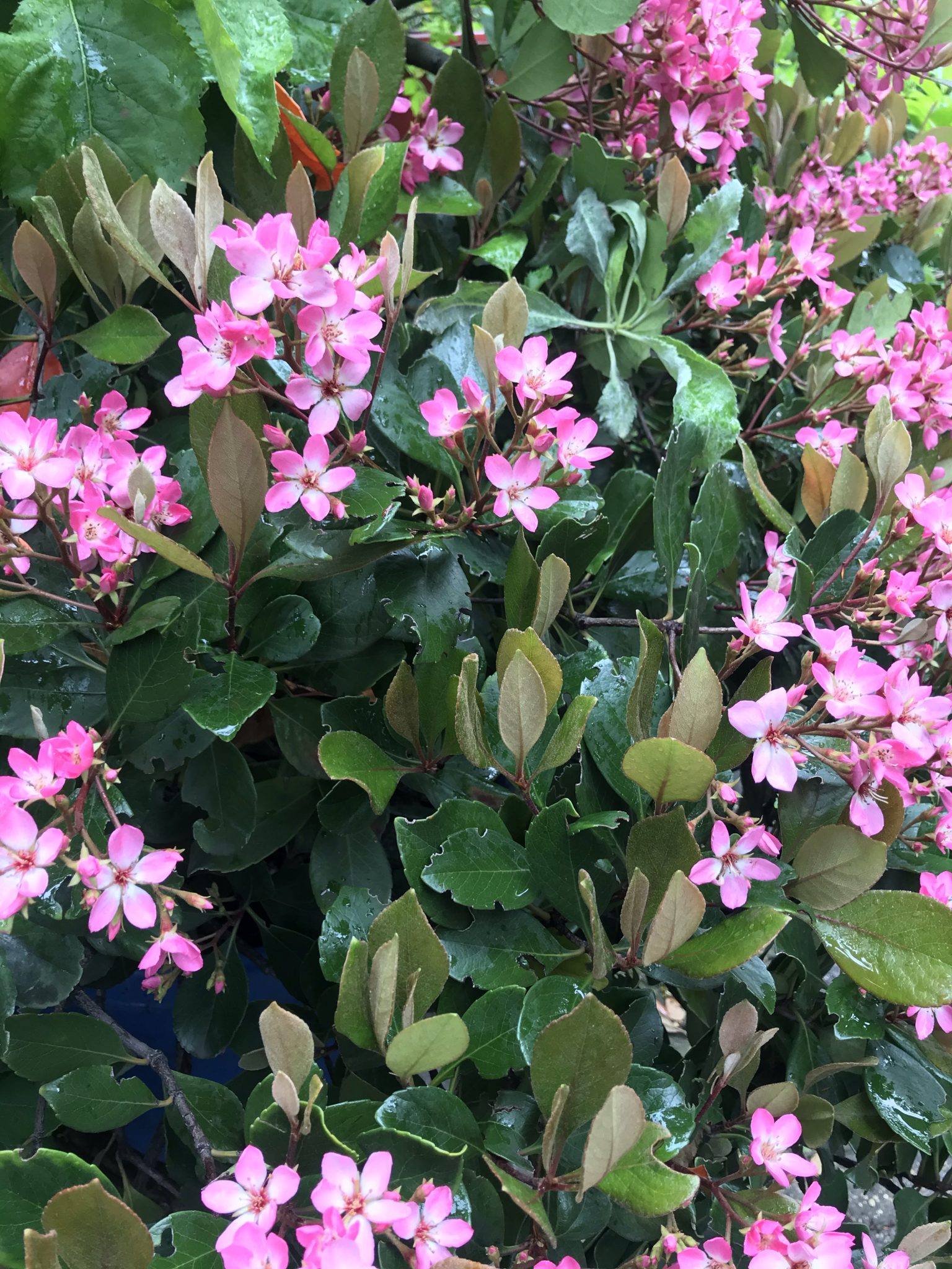 Rhaphiolepis indica, Indian Hawthorn | Online Flower Garden