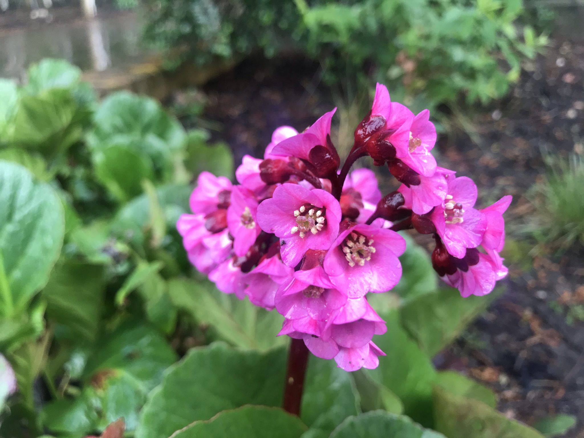 Bergenia crassifolia or Winter Blooming Bergenia
