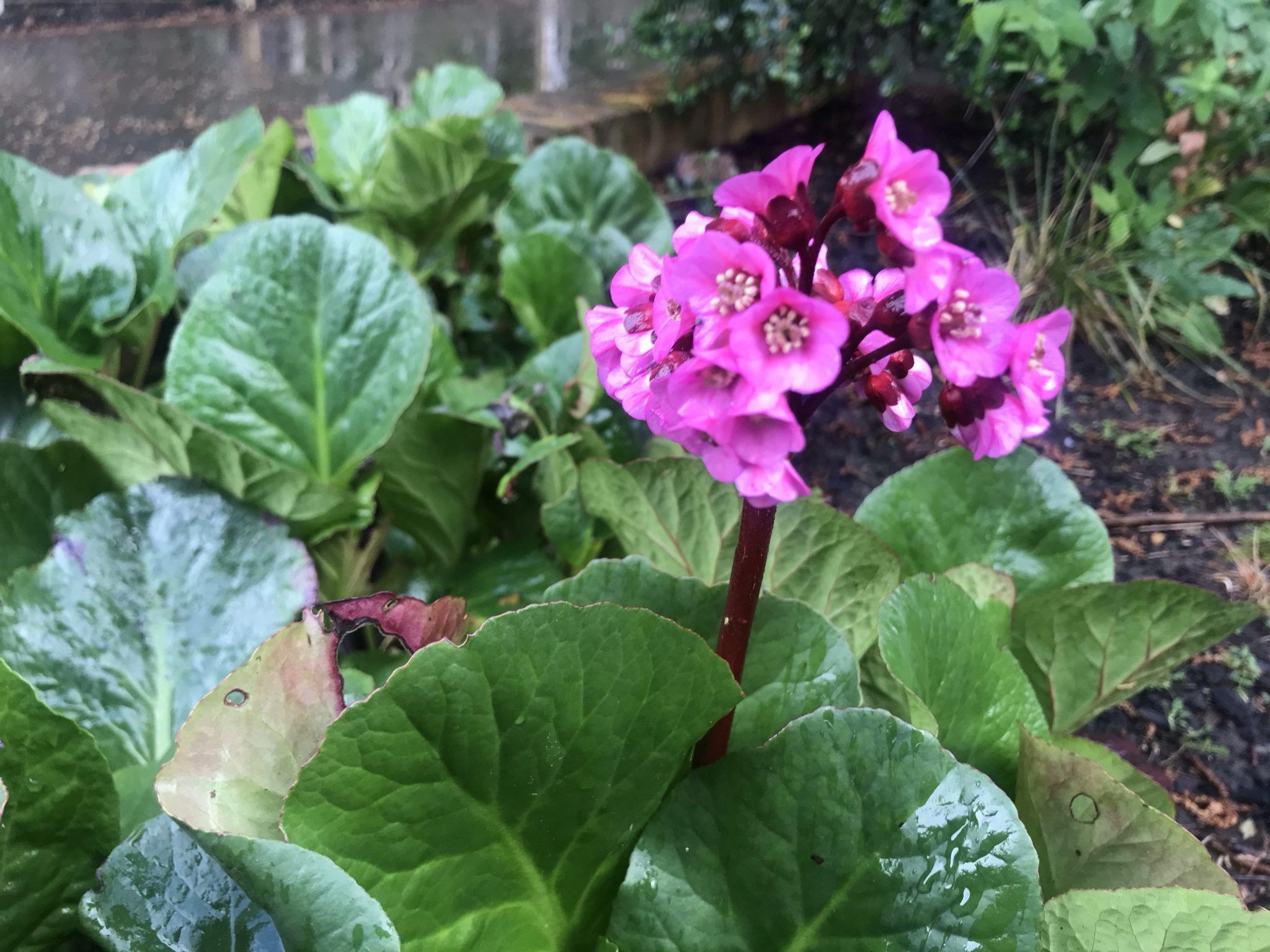 Bergenia crassifolia or Winter Blooming Bergenia