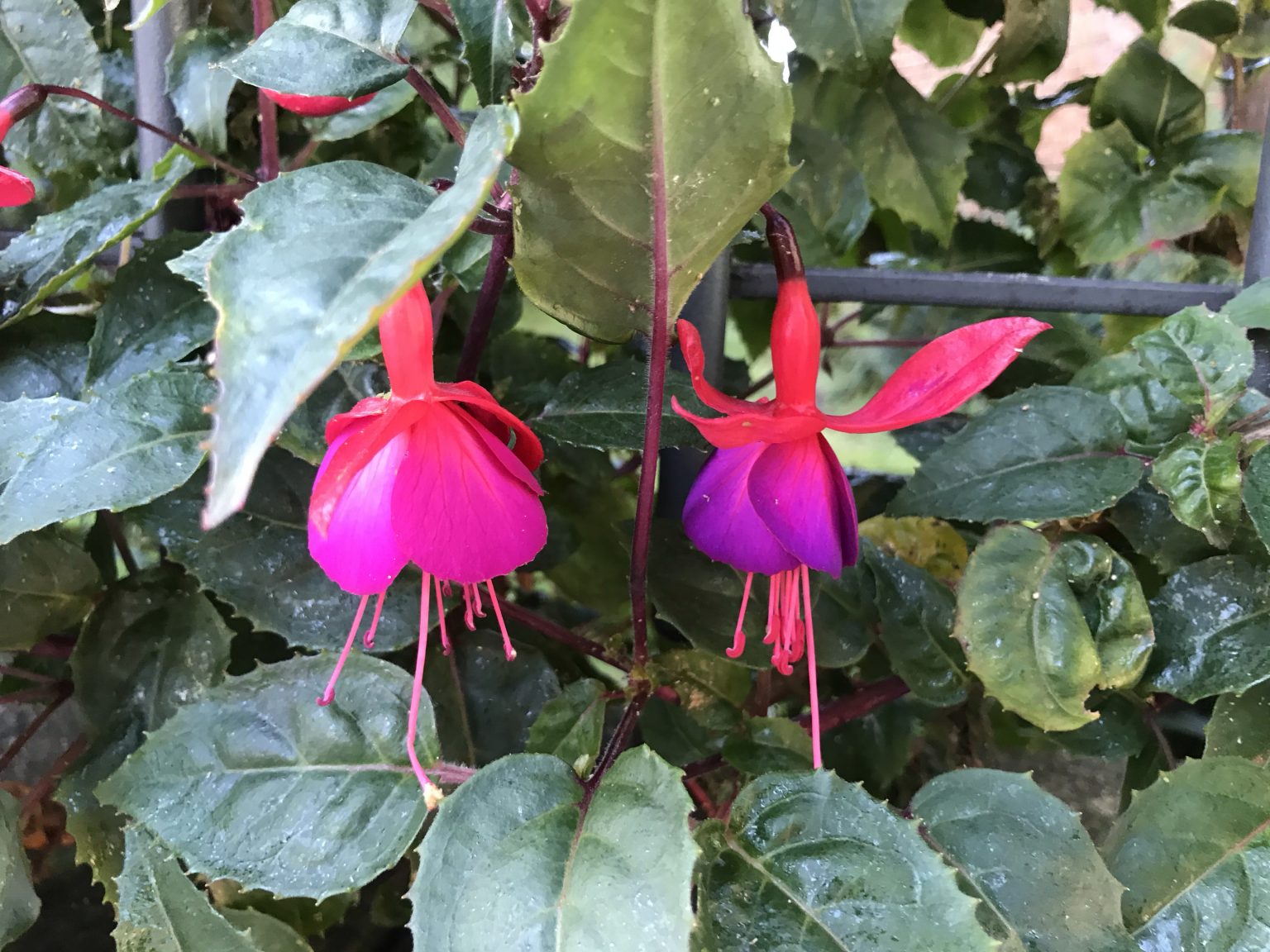 Fuchsia or Lady's Eardrops | Online Flower Garden