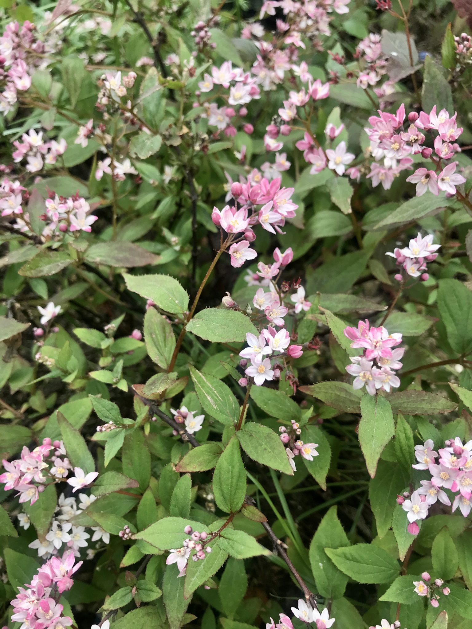 Deutzia rosea 'Yuki Cherry Blossom' | Online Flower Garden