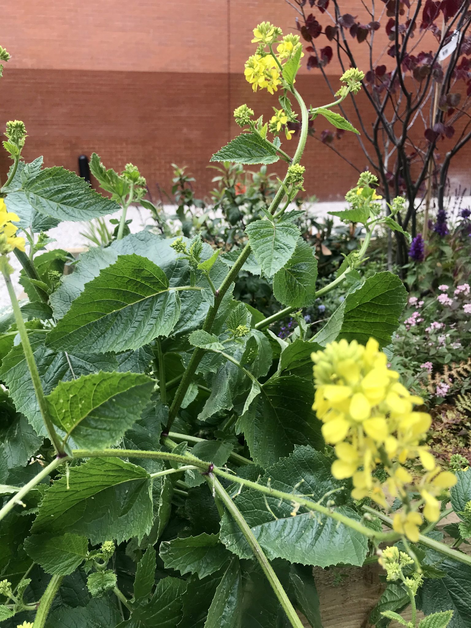 Sinapis arvensis or Charlock | Online Flower Garden