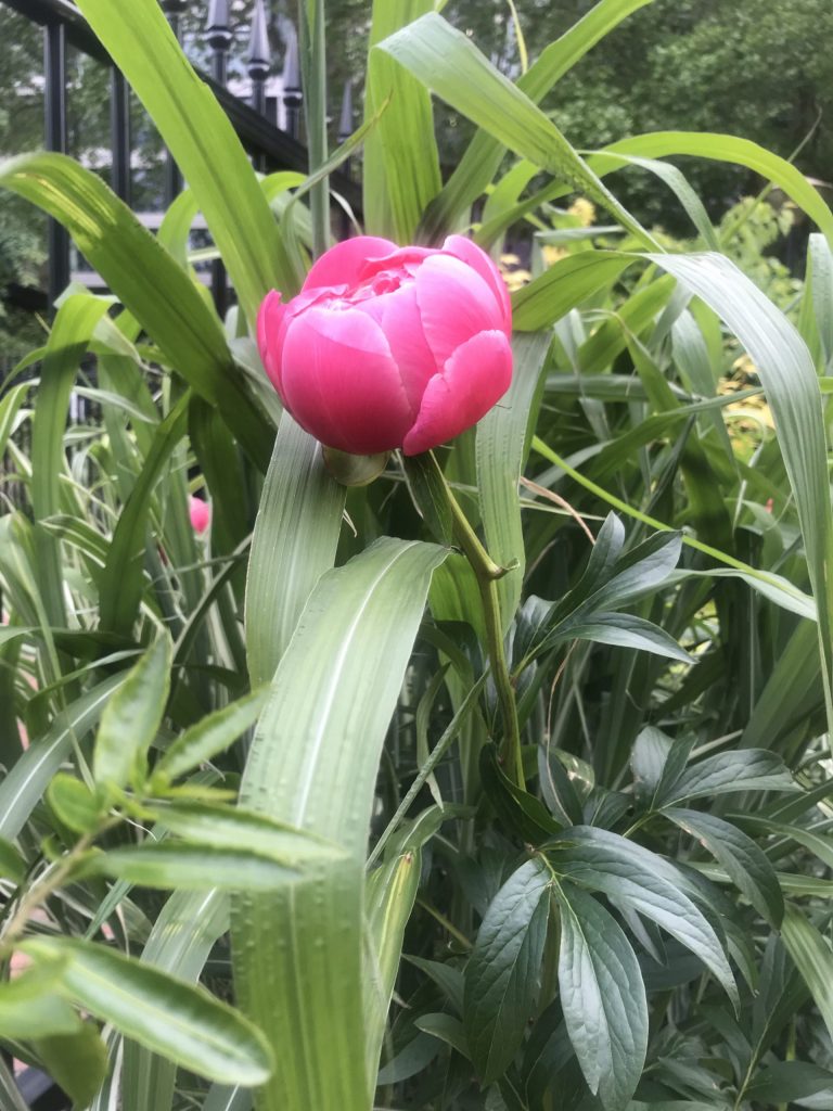 Paeonia officinalis or Peony | Online Flower Garden