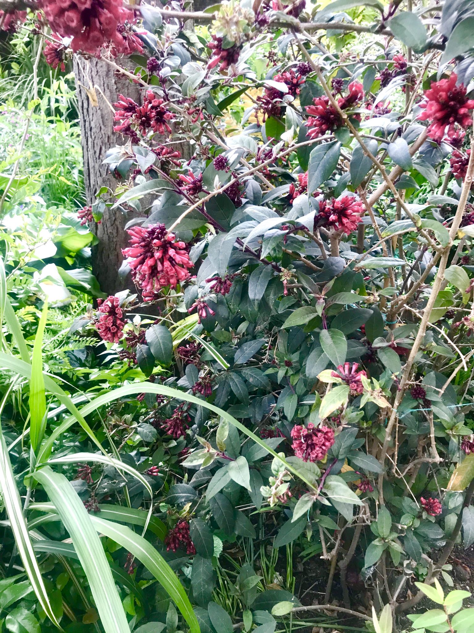 Cestrum elegans or Bastard Jasmine | Online Flower Garden