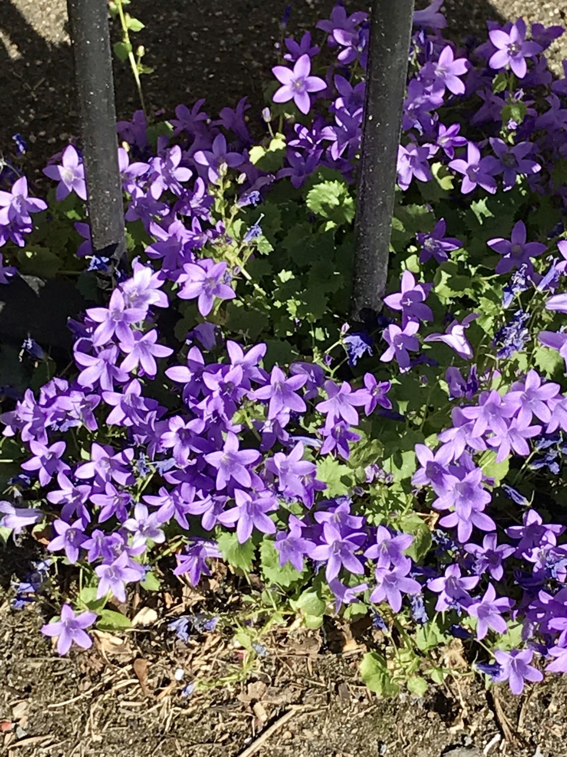 Campanula portenschlagiana or Dalmatian Bellflower