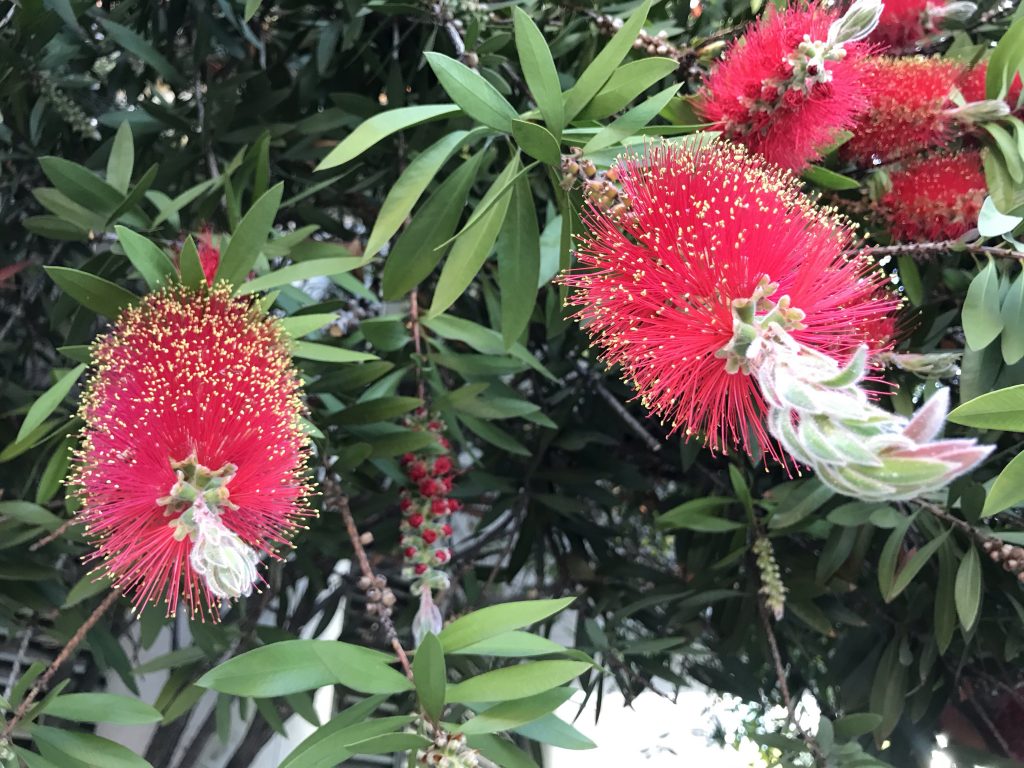 Callistemon Citrinus or Bottle Brush | Online Flower Garden