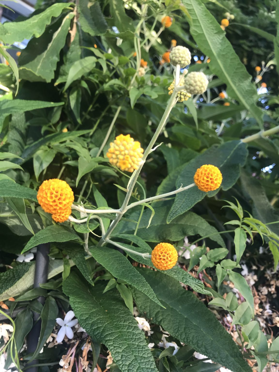 Buddleja globosa or Orange Ball | Online Flower Garden