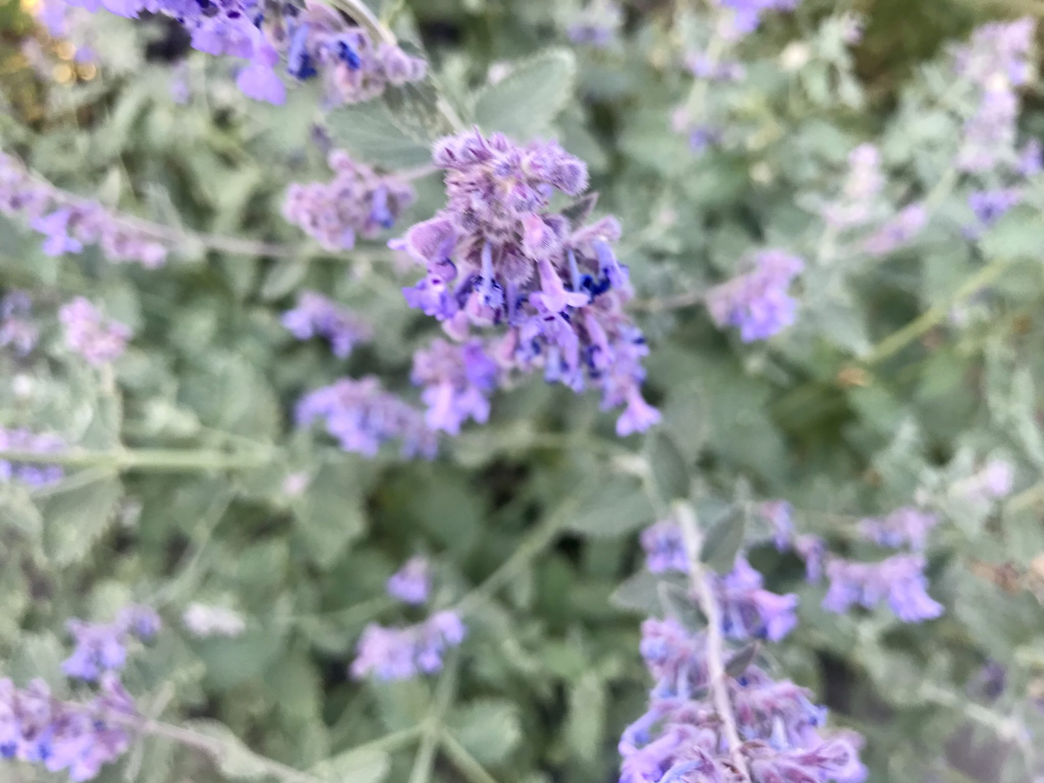 Nepeta cataria or Catnip | Online Flower Garden