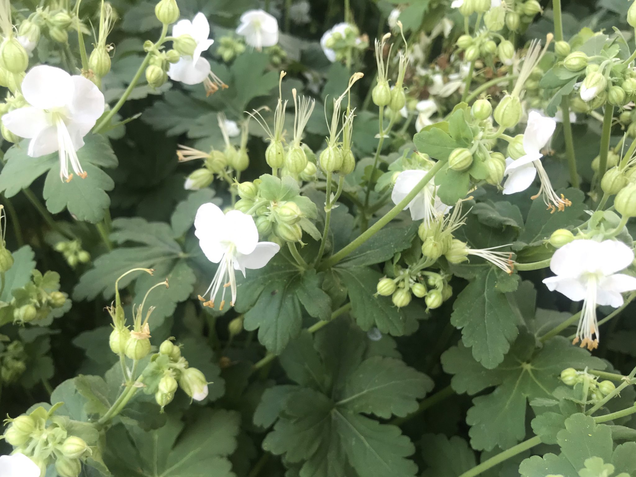Geranium macrorrhizum 'White-Ness' | Online Flower Garden