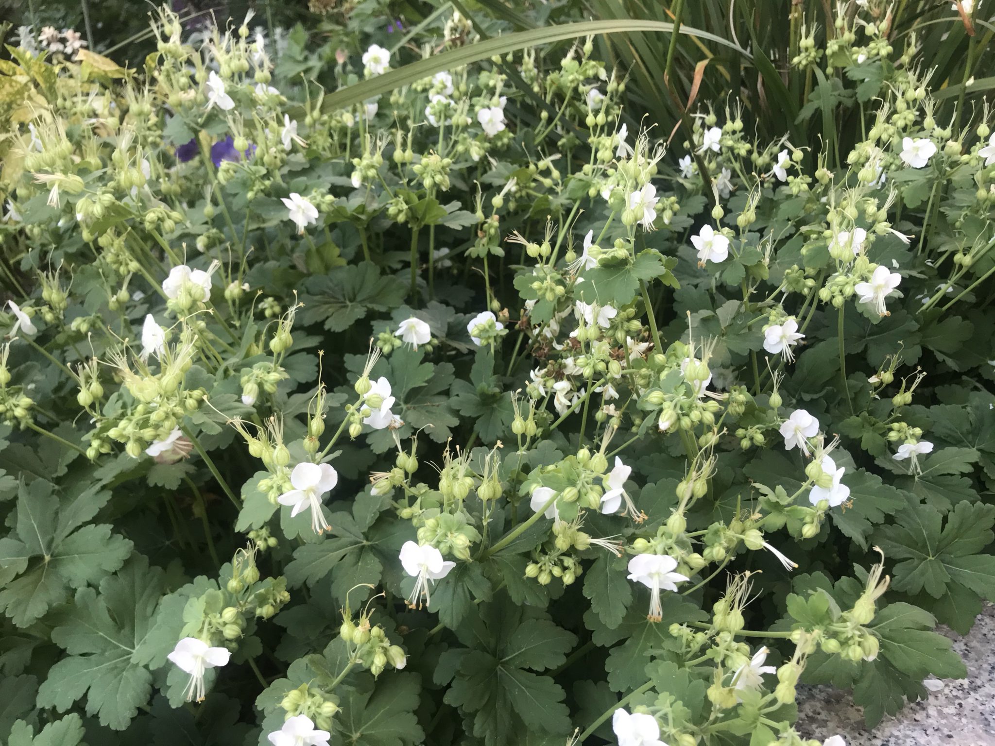 Geranium macrorrhizum 'White-Ness' | Online Flower Garden