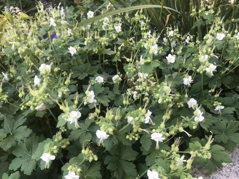 Geranium macrorrhizum 'White-Ness' | Online Flower Garden