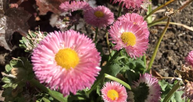 Bellis perennis | | Online Flower Garden
