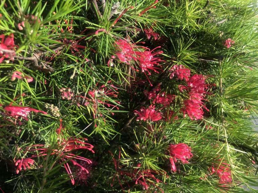Grevillea banksii or Kahili Tree | Online Flower Garden