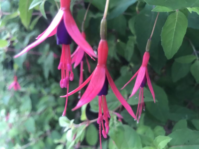 Fuchsia or Lady's Eardrops | Online Flower Garden