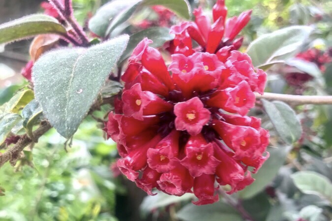 Cestrum elegans or Bastard Jasmine | Online Flower Garden