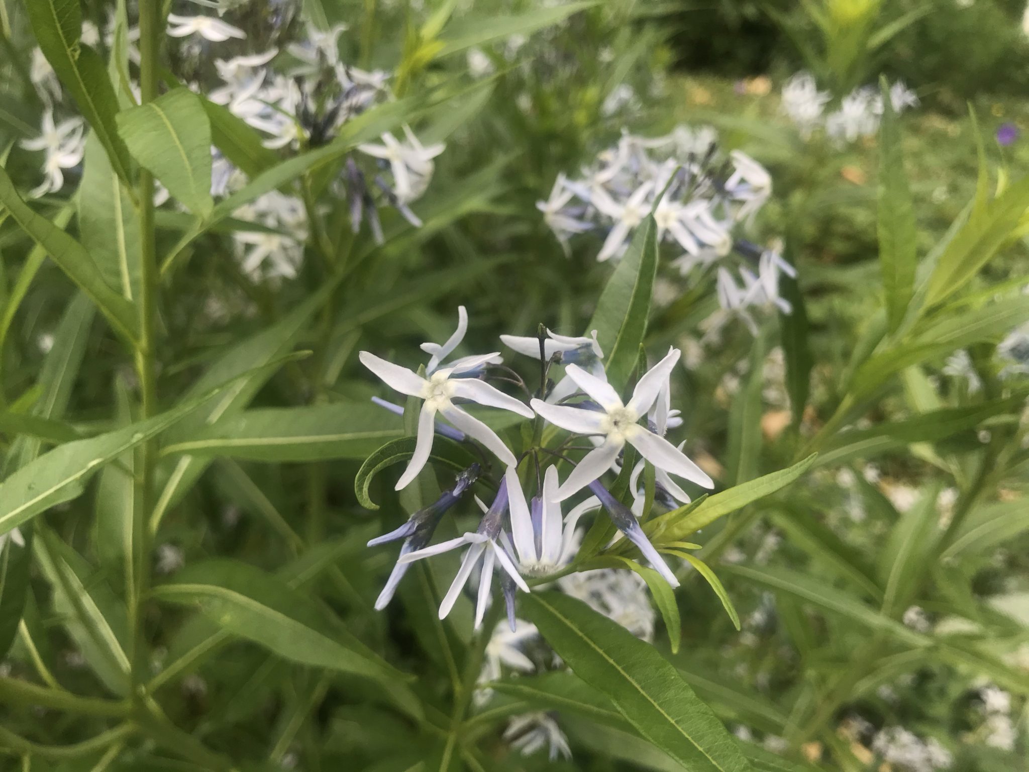 Amsonia tabernaemontana or Blue Star | Online Flower Garden