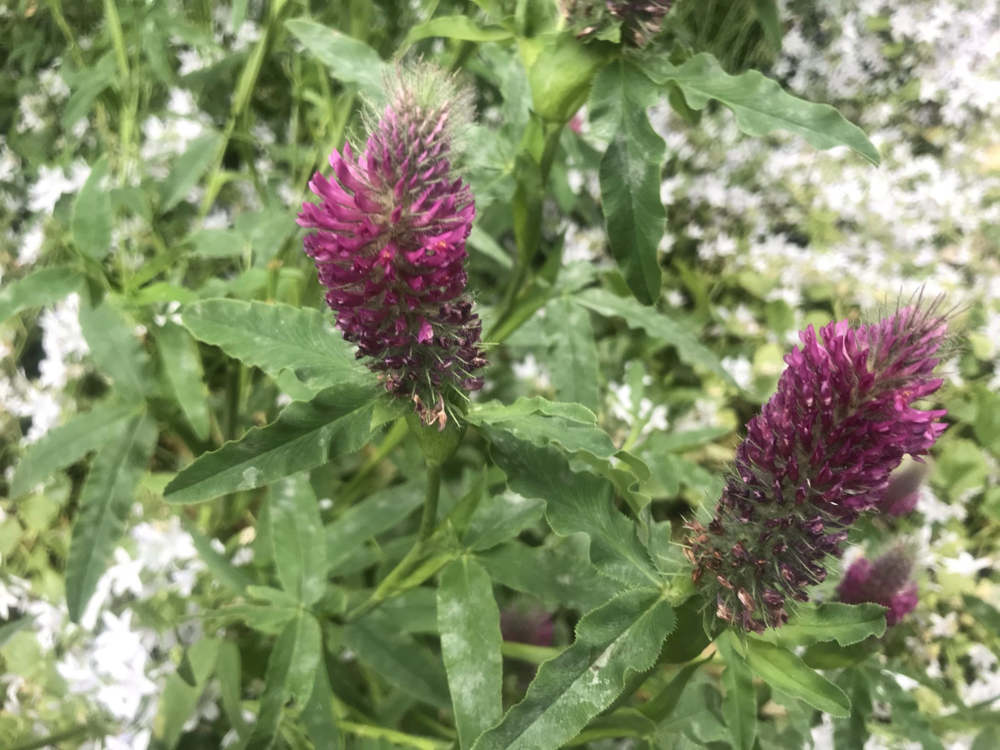 Trifolium rubens or Ruddy Clover | Online Flower Garden