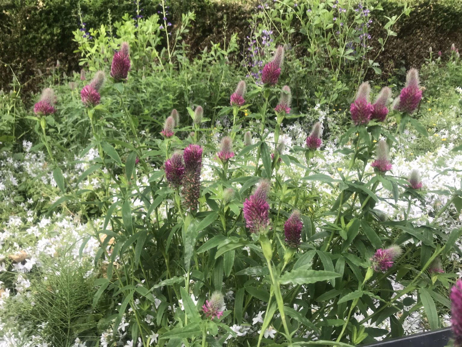 Trifolium rubens or Ruddy Clover | Online Flower Garden