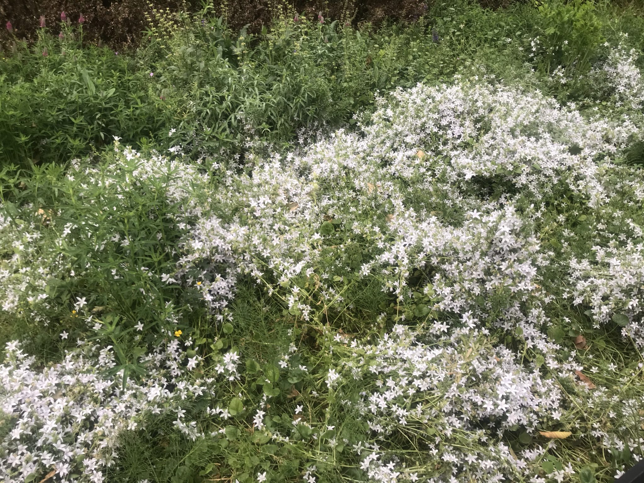 Campanula portenschlagiana 'Ambella White'