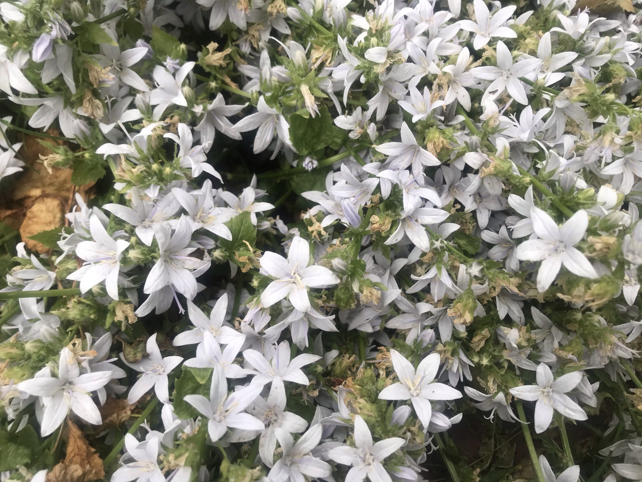 Campanula portenschlagiana 'Ambella White'