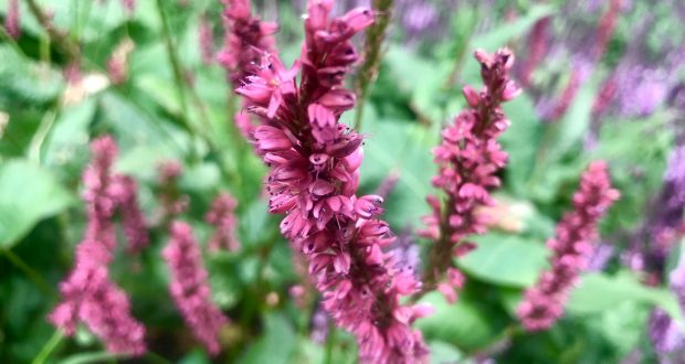 Persicaria orientalis | | Online Flower Garden