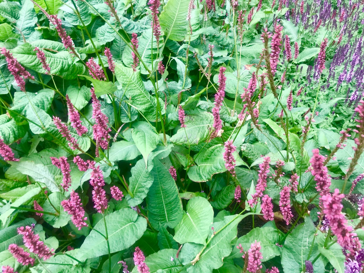 Persicaria orientalis or Princess Feather