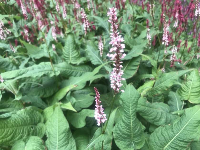 Persicaria amplexicaulis 'Rosea' | Online Flower Garden