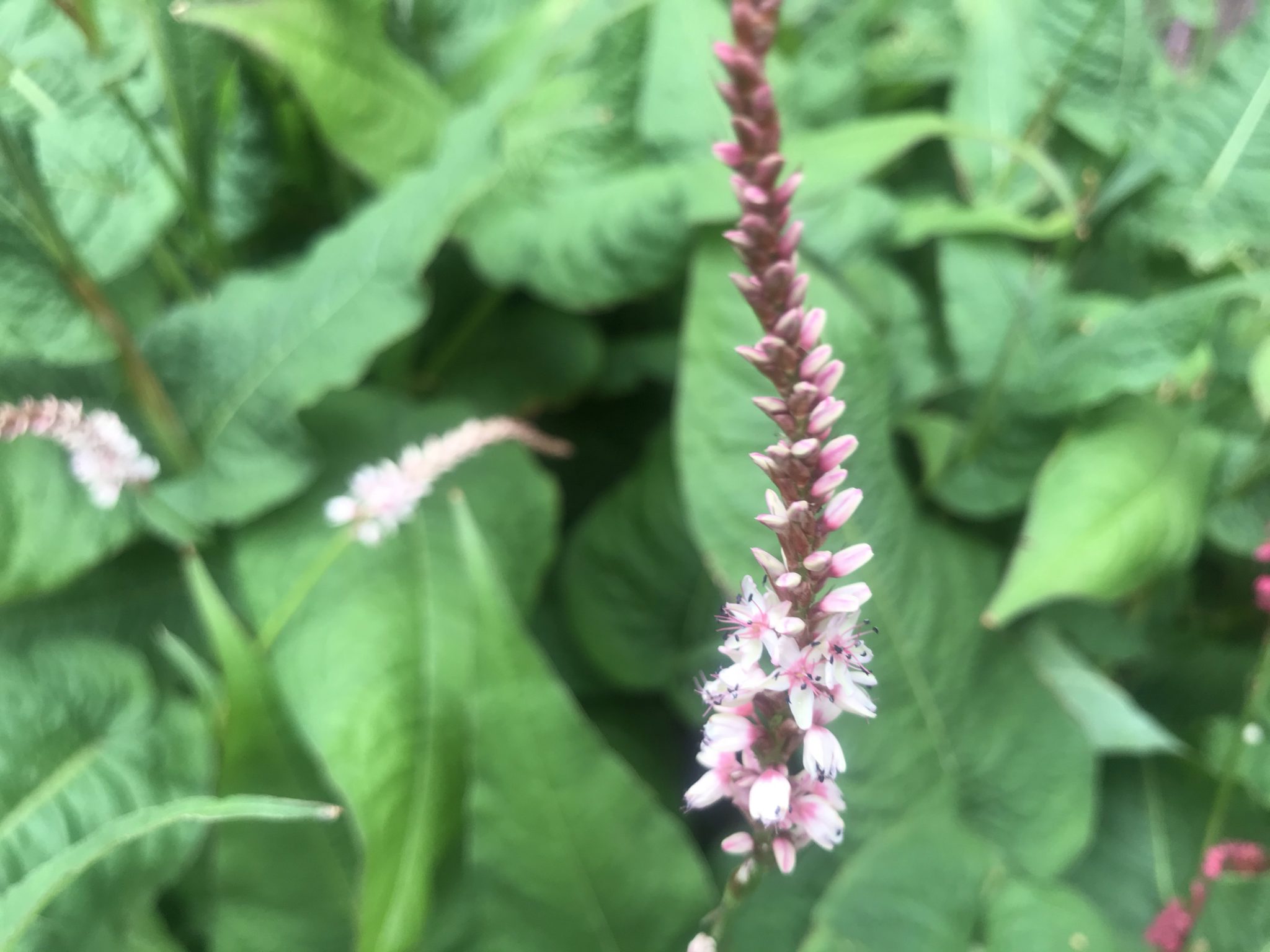 Persicaria amplexicaulis 'Rosea' | Online Flower Garden