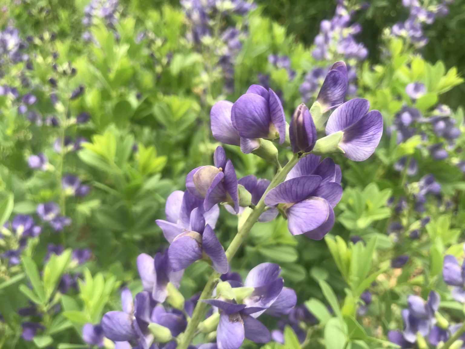 Baptisia australis or False Indigo | Online Flower Garden
