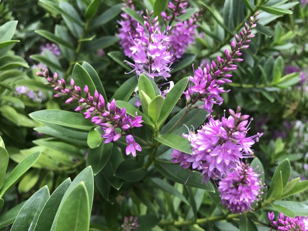 Hebe 'Hielan Lassie' or Hebe Else | Online Flower Garden